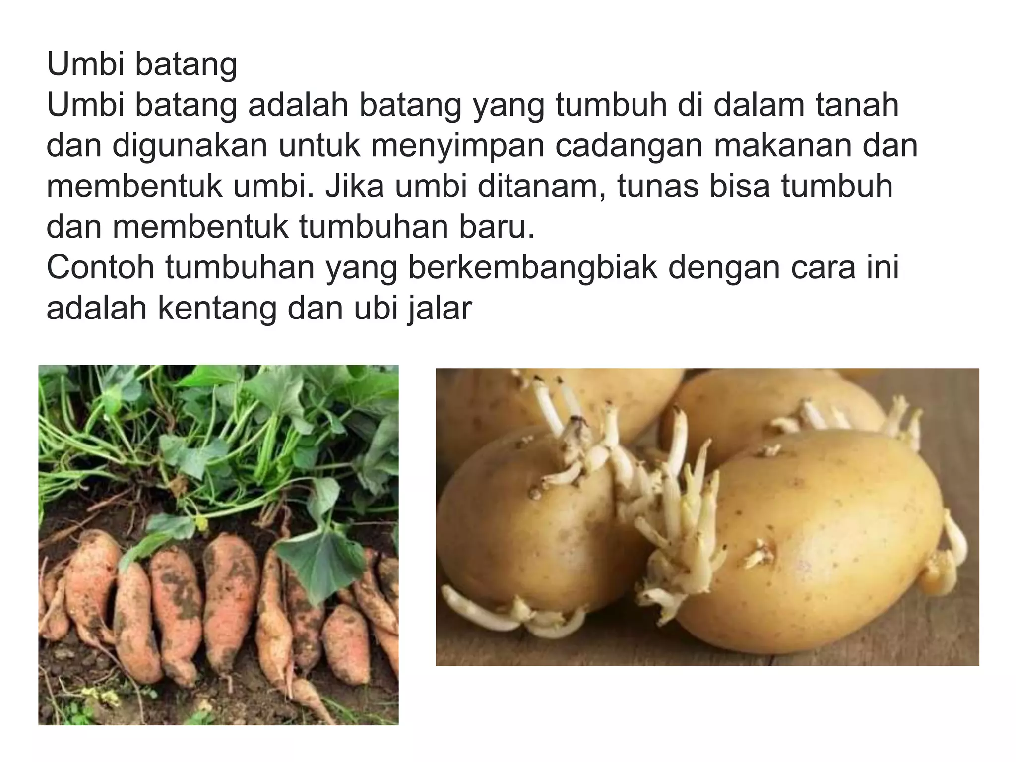 PERKEMBANGBIAKAN PADA TUMBUHAN DAN HEWAN | PPTX