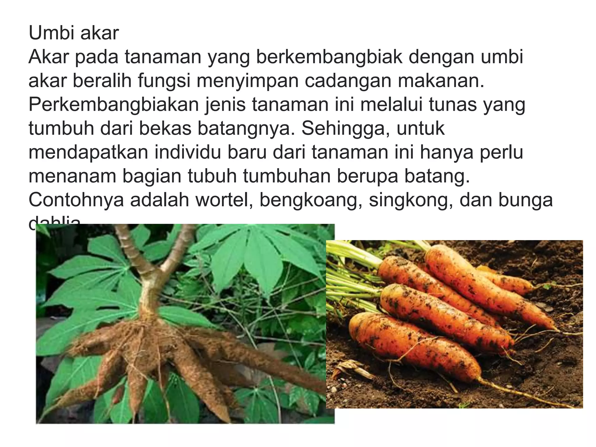PERKEMBANGBIAKAN PADA TUMBUHAN DAN HEWAN | PPTX