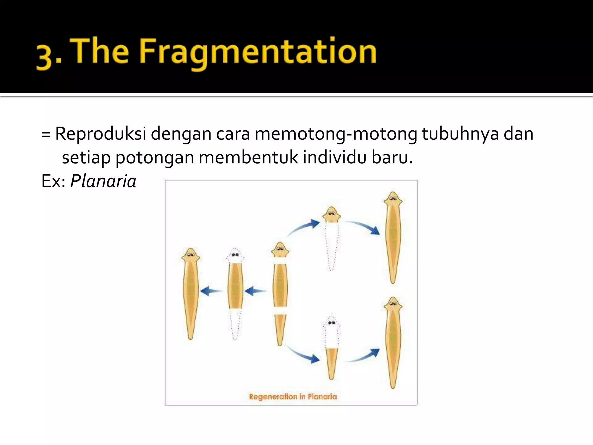 Bab 2 sistem reproduksi | PPTX