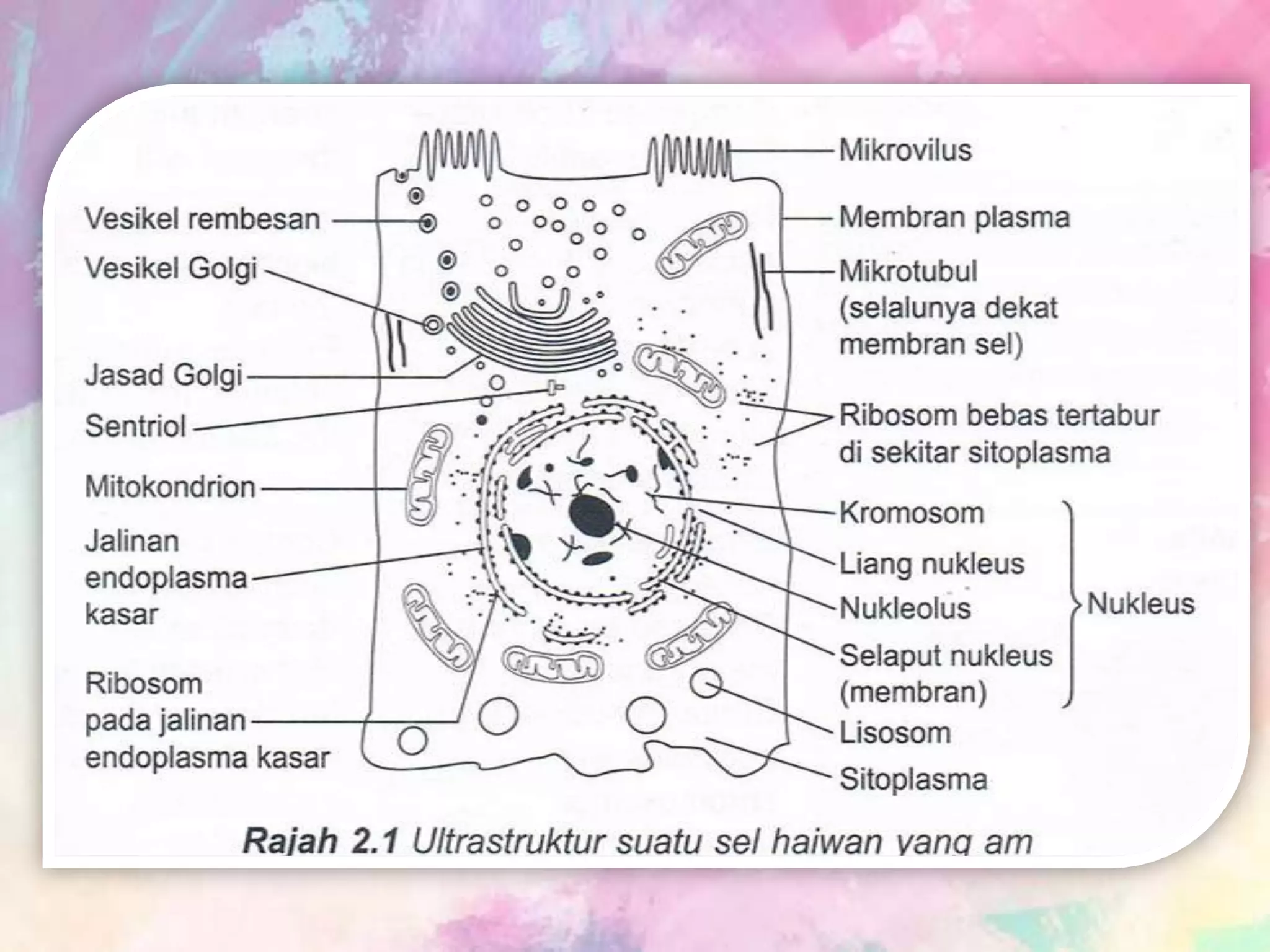 Bab 2 struktur sel dan fungsi | PPTX