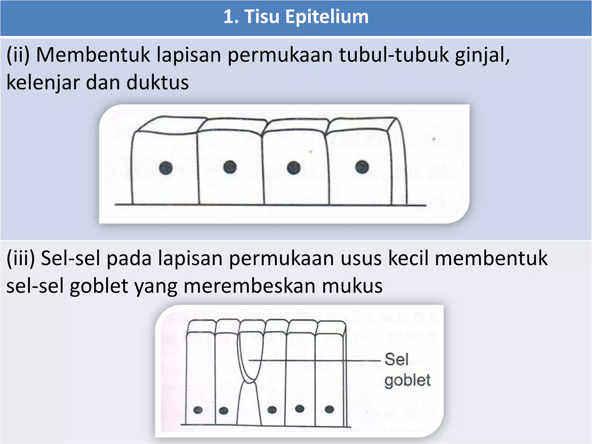 Bab 2 struktur sel dan fungsi | PPTX
