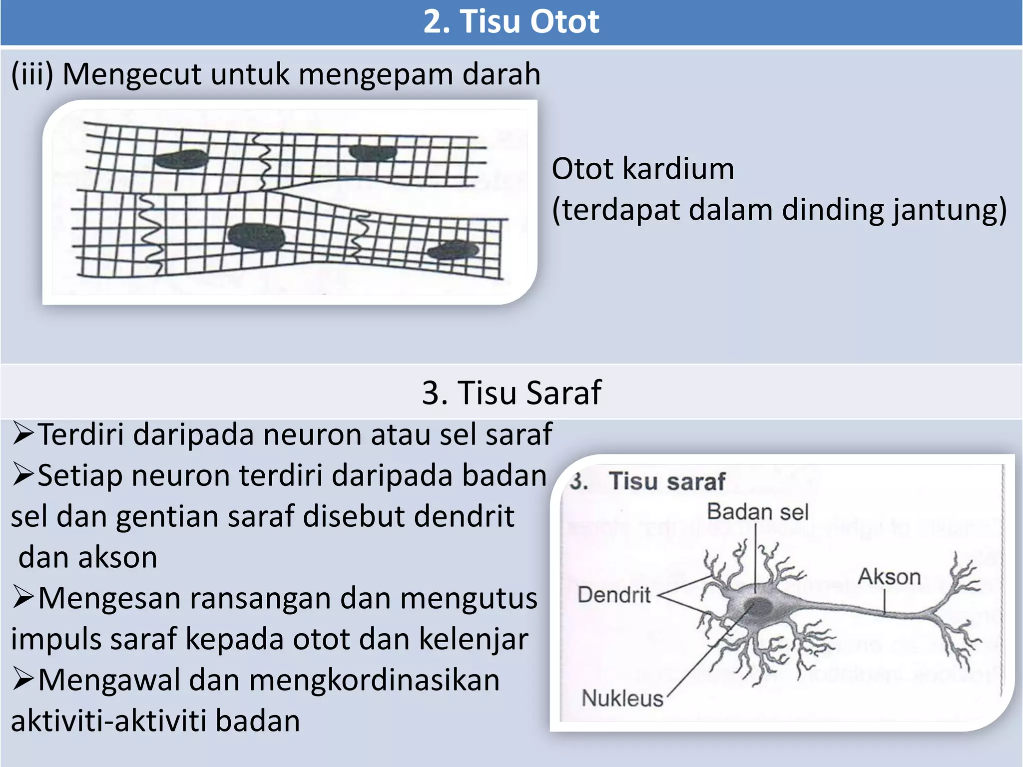 Bab 2 struktur sel dan fungsi | PPTX