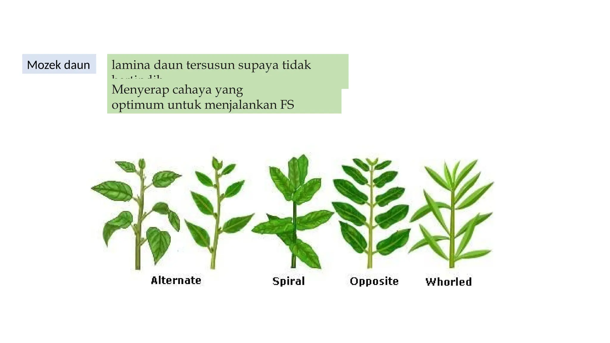 BAB 2 Struktur dan Fungsi Daun Biologi T5.pptx