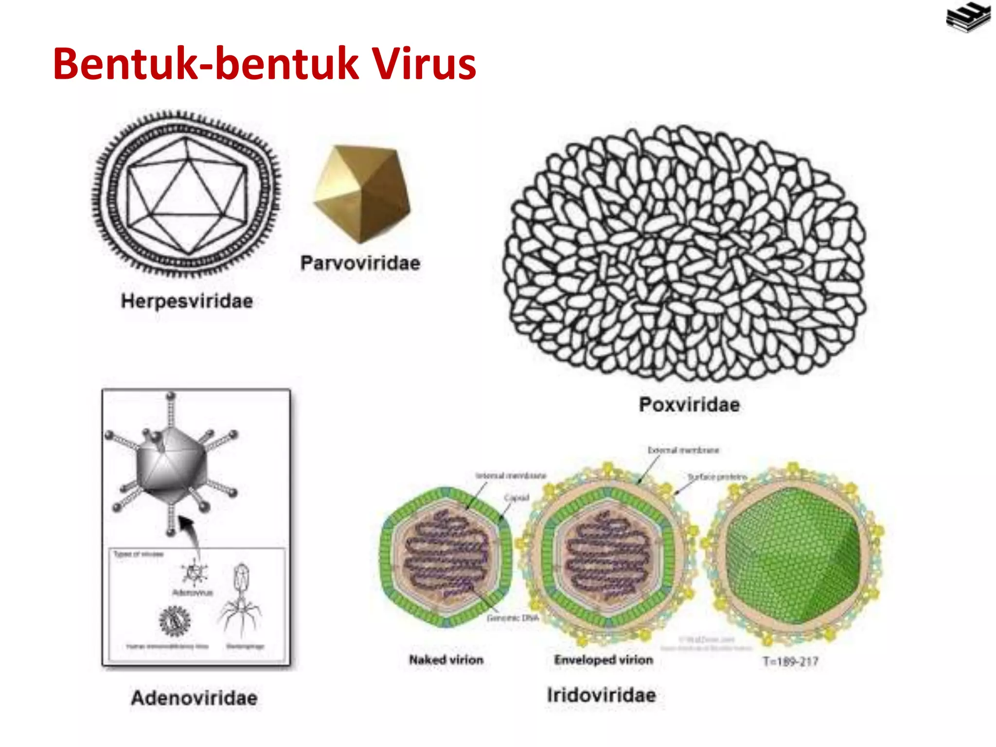Bab 2 virus | PPTX