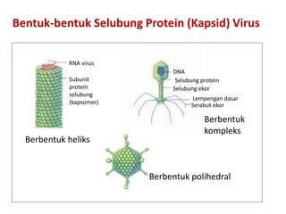 Bab 2 virus | PPTX