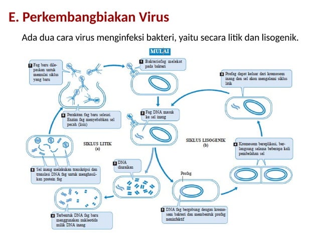 Bab 2 Virus.pptx materi kelas x sma sederajat untuk dunia dan a | PPTX