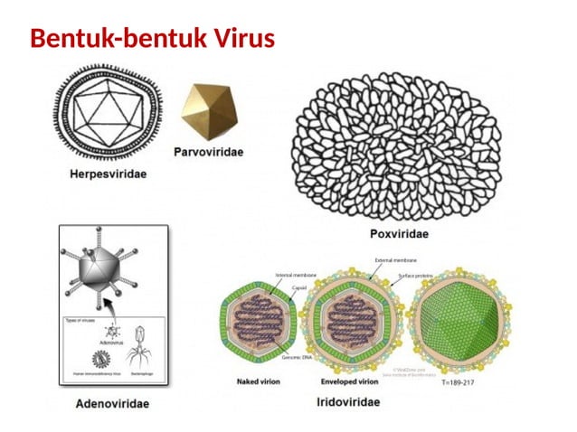 Bab 2 Virus.pptx materi kelas x sma sederajat untuk dunia dan a | PPTX