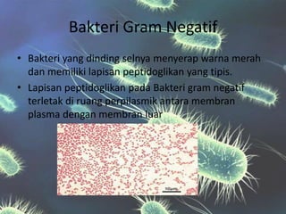 Bakteri GRAM negatif dan bakteri gram positif | PPTX