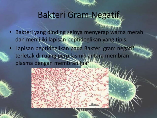 Bakteri GRAM negatif dan bakteri gram positif | PPTX Bakteri GRAM negatif dan bakteri gram positif | PPTX