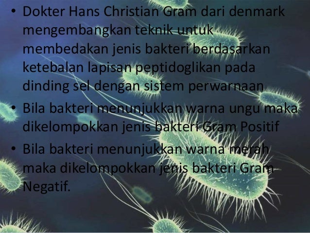 Bakteri GRAM negatif dan bakteri gram positif Bakteri GRAM negatif dan bakteri gram positif