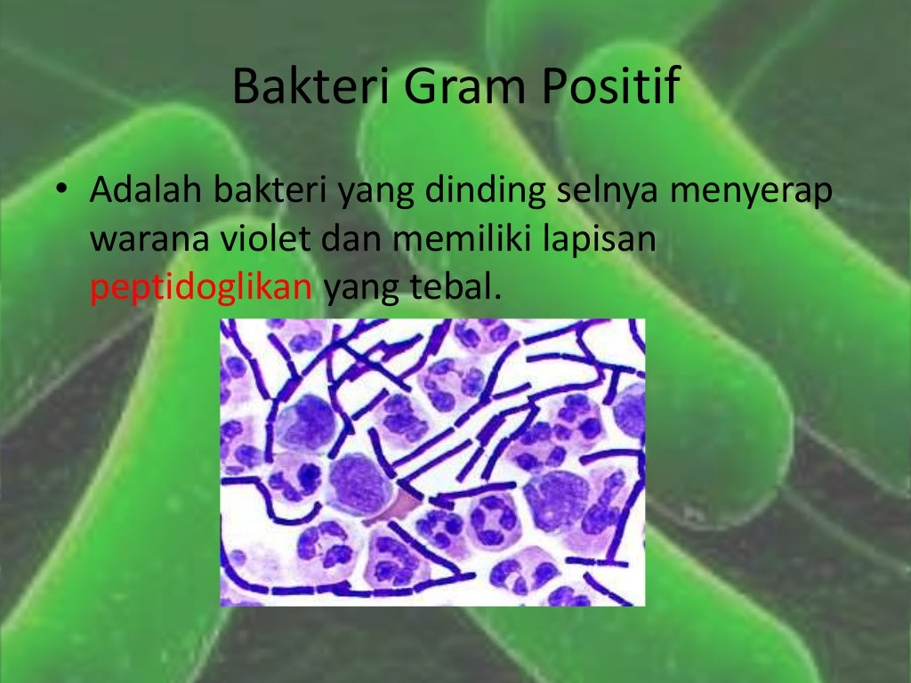 Bakteri GRAM negatif dan bakteri gram positif Bakteri GRAM negatif dan bakteri gram positif