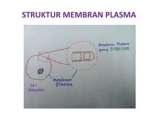 Biologi Ting 4 (Bab 3 - Pergerakan Bahan Merentas Membran Plasma | PPTX