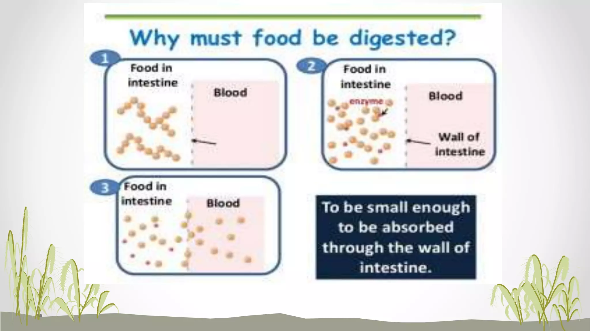 Bab 3 proses penyerapan hasil pencernaan | PPTX