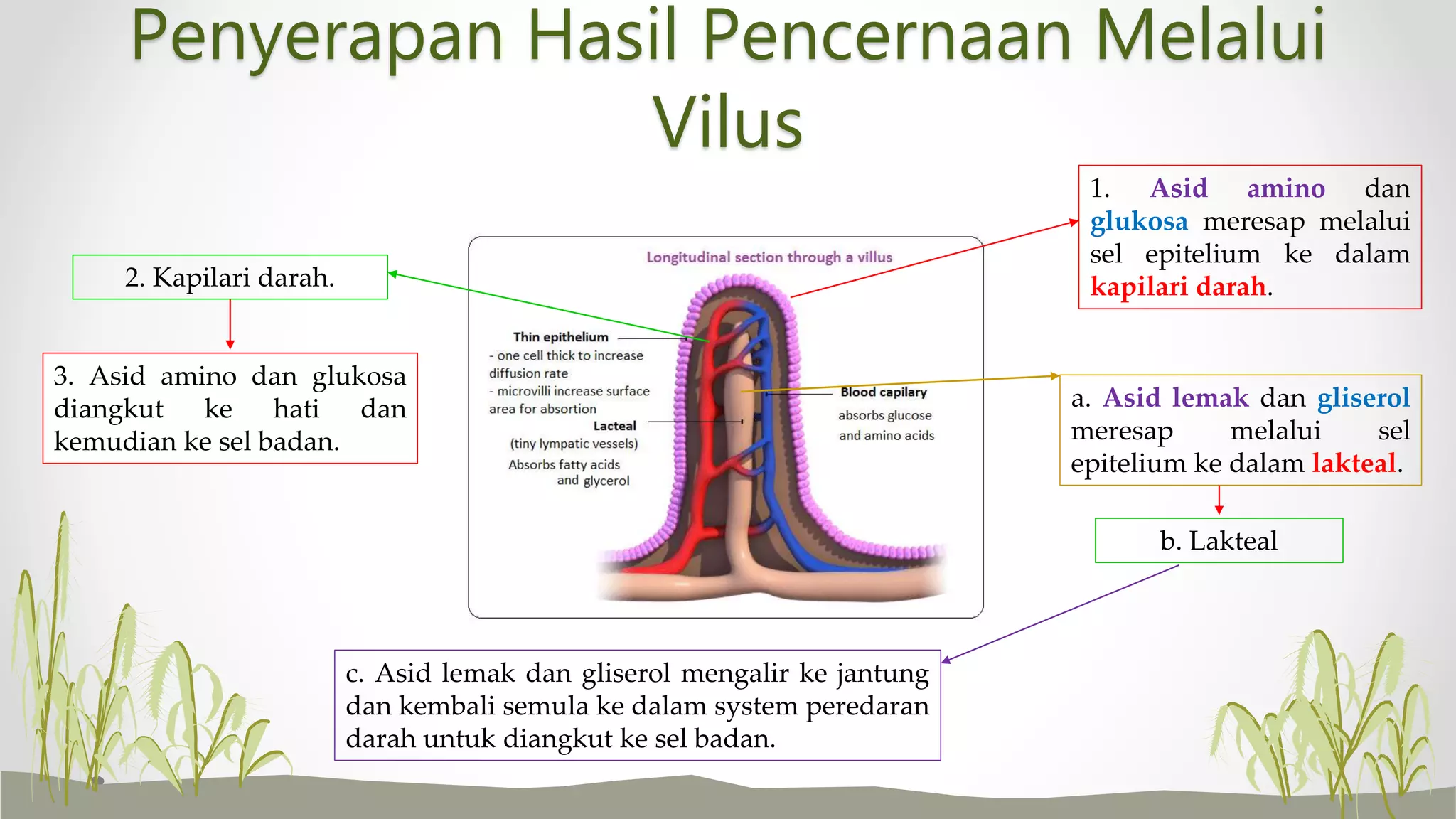 Bab 3 proses penyerapan hasil pencernaan | PPTX