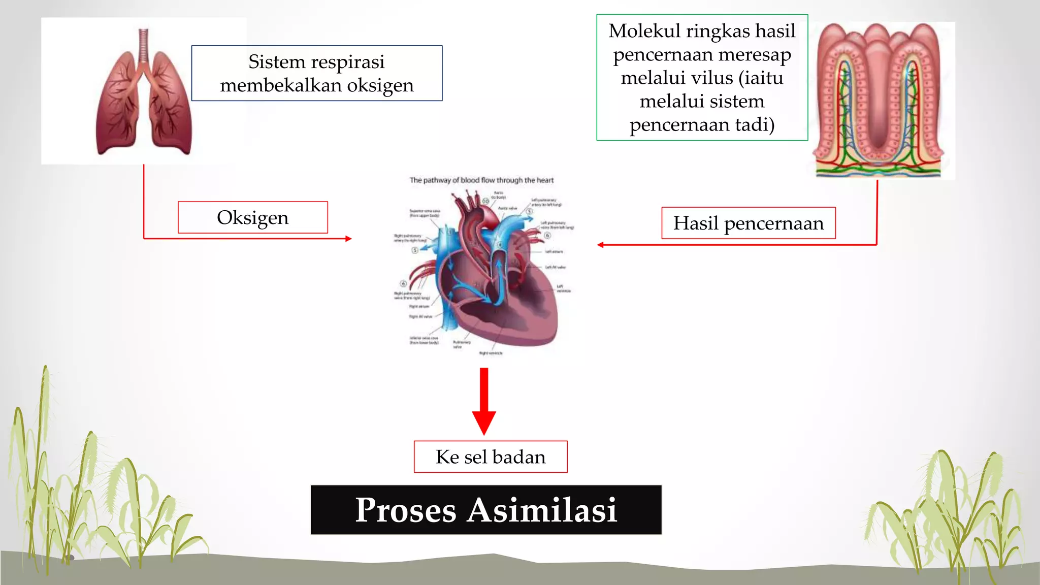 Bab 3 proses penyerapan hasil pencernaan | PPTX