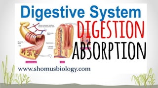 Bab 3 proses penyerapan hasil pencernaan | PPTX