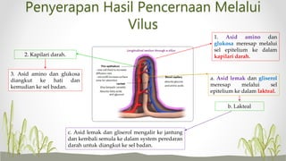 Bab 3 proses penyerapan hasil pencernaan | PPTX