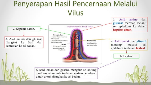 Bab 3 proses penyerapan hasil pencernaan | PPTX
