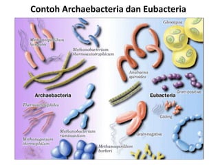 Archaebacteria dan Eubacteria | PPT