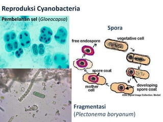Bab 3 archaebacteria dan eubacteria | PPT