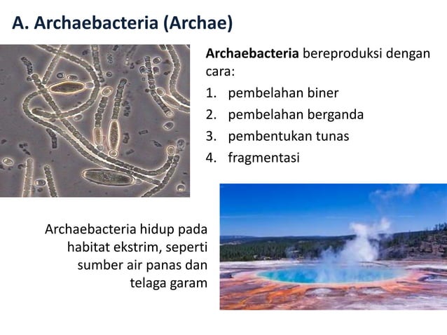 Bab 3 archaebacteria dan eubacteria | PPT
