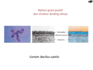 Bab 3 Archaebacteria dan Eubacteria.pptx