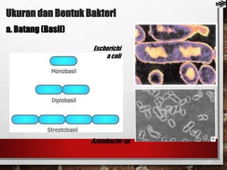 Bab 3 Archaebacteria dan Eubacteria.pptx