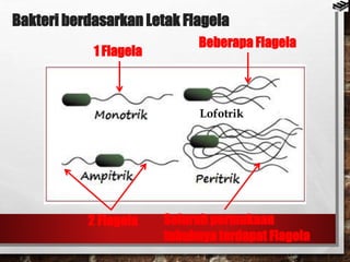 Bab 3 Archaebacteria dan Eubacteria.pptx