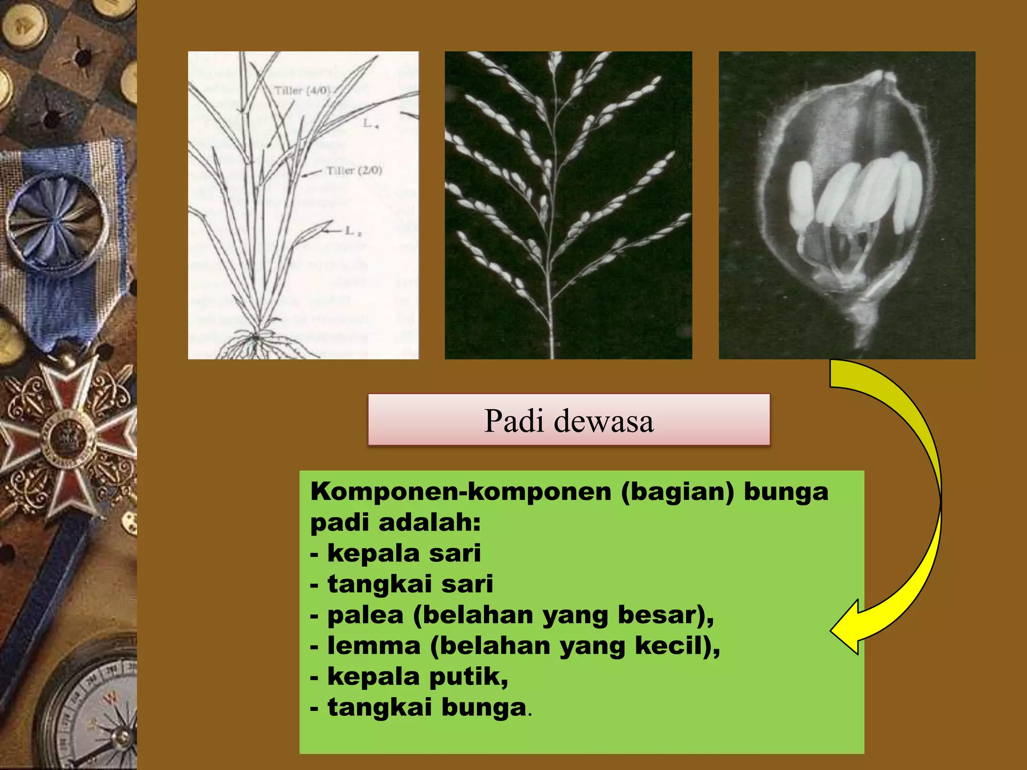 HAND-OUT KULIAH BUDIDAYA TANAMAN PANGAN D3-PSL UNSOED Bab 3 budidaya ...