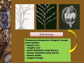 HAND-OUT KULIAH BUDIDAYA TANAMAN PANGAN D3-PSL UNSOED Bab 3 budidaya ...