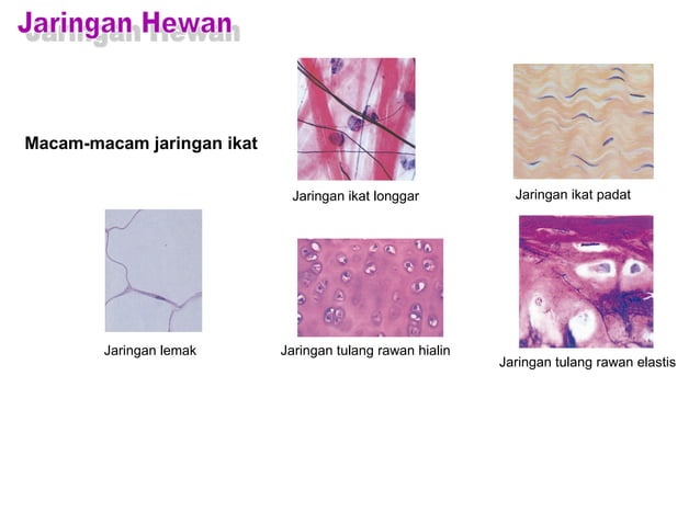 Bagaimana dan apa itu Jaringan epitel.ppt