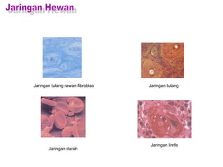 Bagaimana dan apa itu Jaringan epitel.ppt