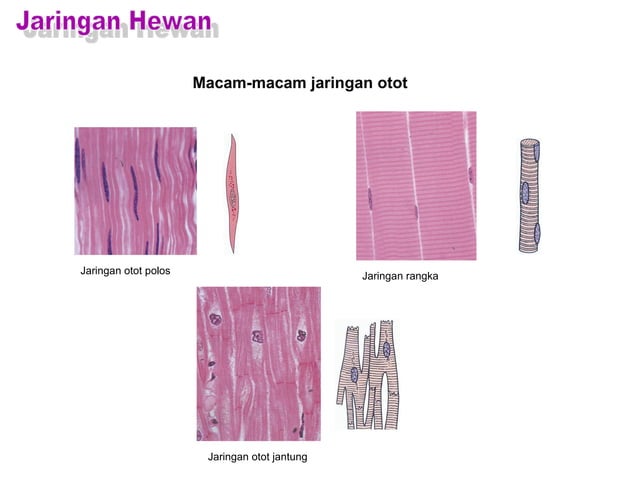Bagaimana dan apa itu Jaringan epitel.ppt