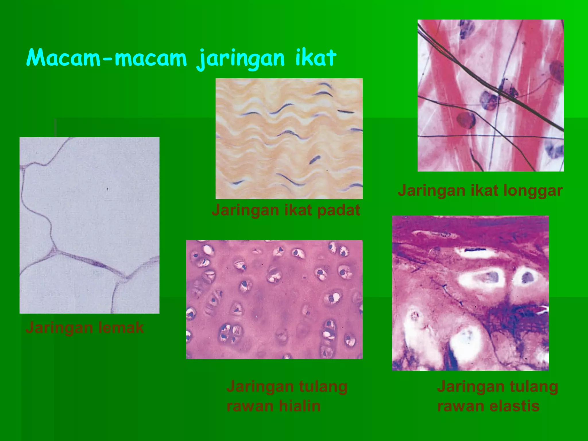 Bab 3 jaringan hewan | PPT