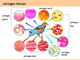 Bab 3 jaringan hewan | PPT