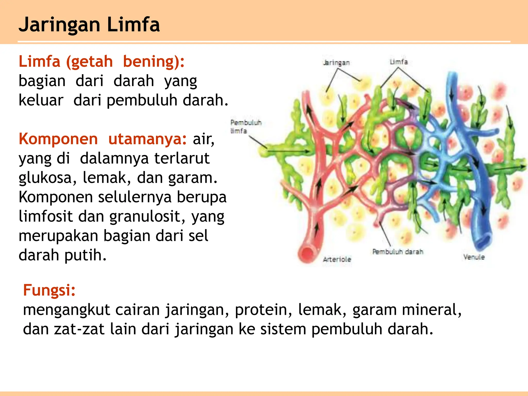 Bab 3 JARINGAN HEWAN.ppt