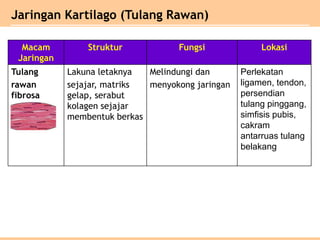 Bab 3 JARINGAN HEWAN.ppt