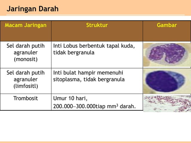 Bab 3 JARINGAN HEWAN.ppt