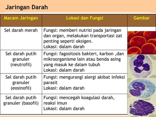 Bab 3 JARINGAN HEWAN.ppt