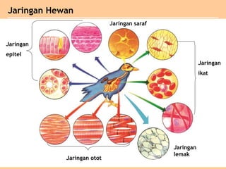 Bab 3 JARINGAN HEWAN.ppt