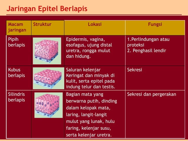 Bab 3 JARINGAN HEWAN.ppt