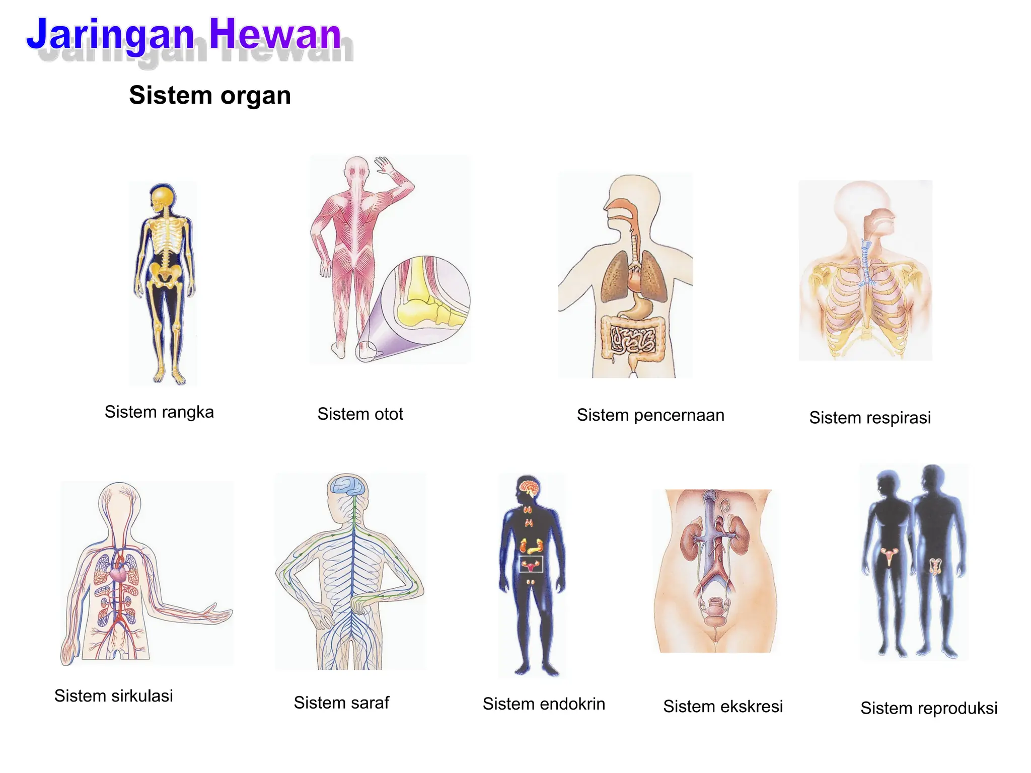 BAB3 Jaringan Hewan jaringan epite; jaringan ikat jaringan saraf | PPT