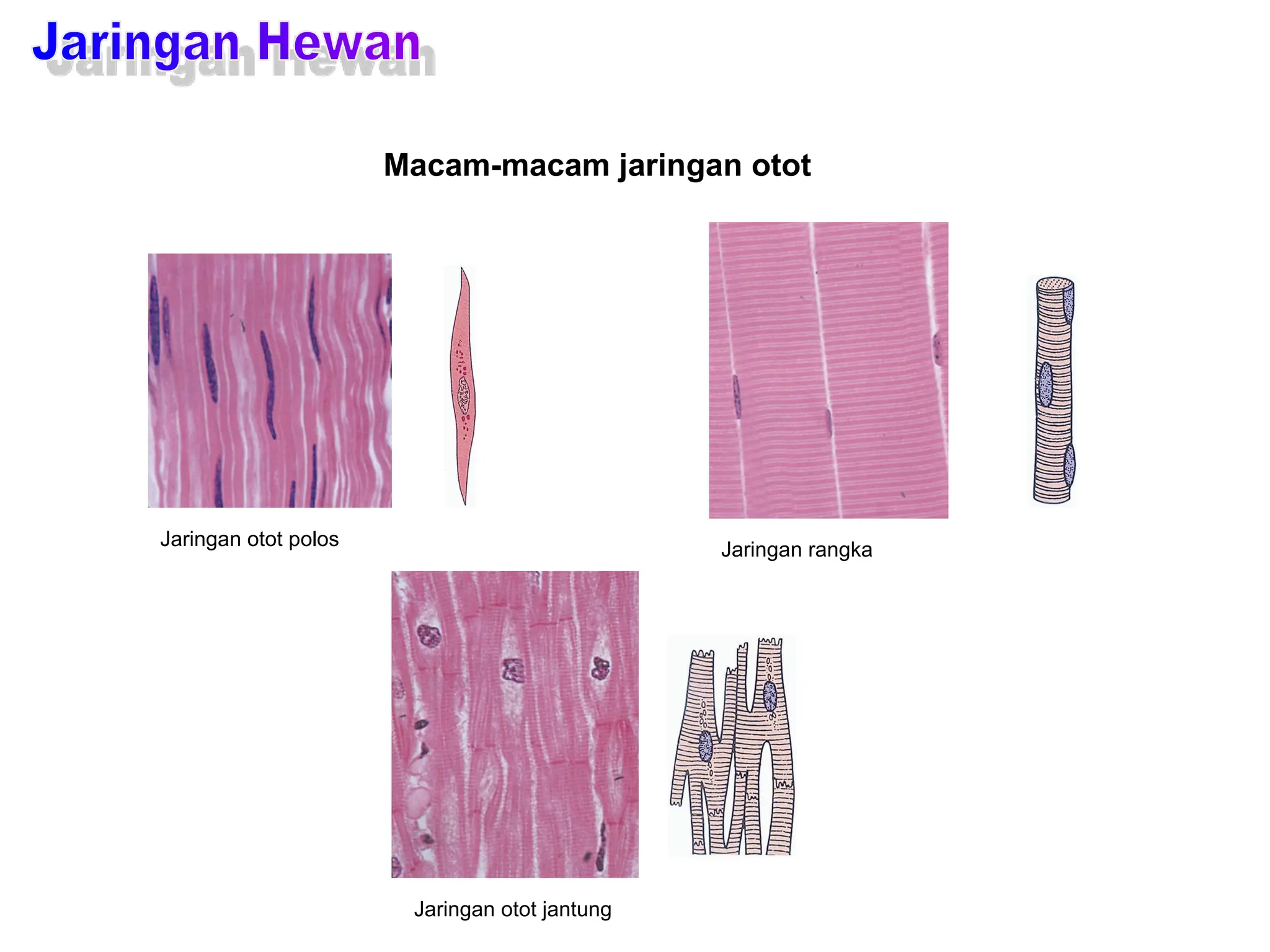 BAB3 Jaringan Hewan jaringan epite; jaringan ikat jaringan saraf | PPT