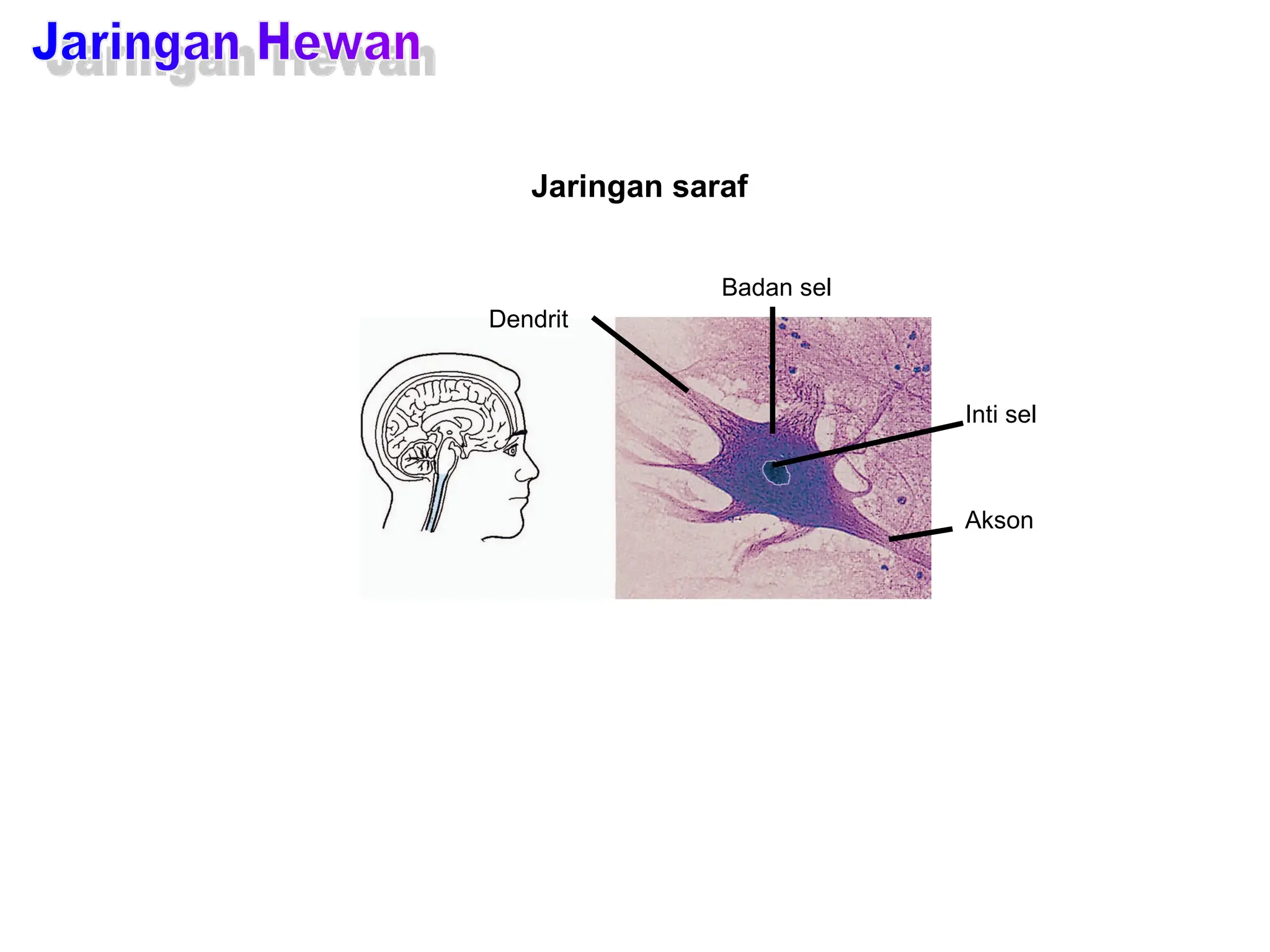 BAB3 Jaringan Hewan jaringan epite; jaringan ikat jaringan saraf | PPT