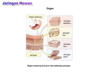 BAB3 Jaringan Hewan jaringan epite; jaringan ikat jaringan saraf | PPT