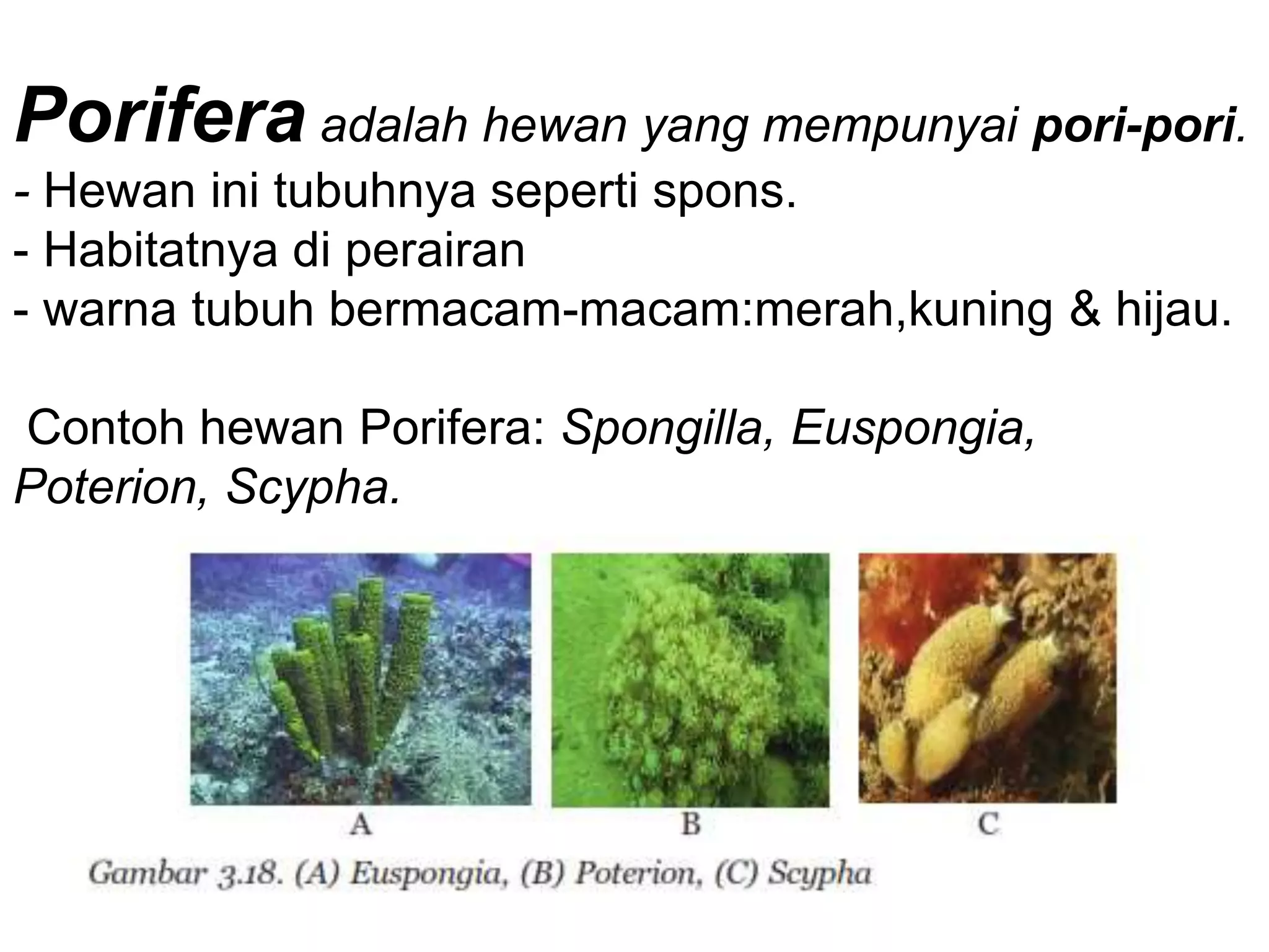 Bab 3 klasifikasi hewan dan tumbuhan | PPTX