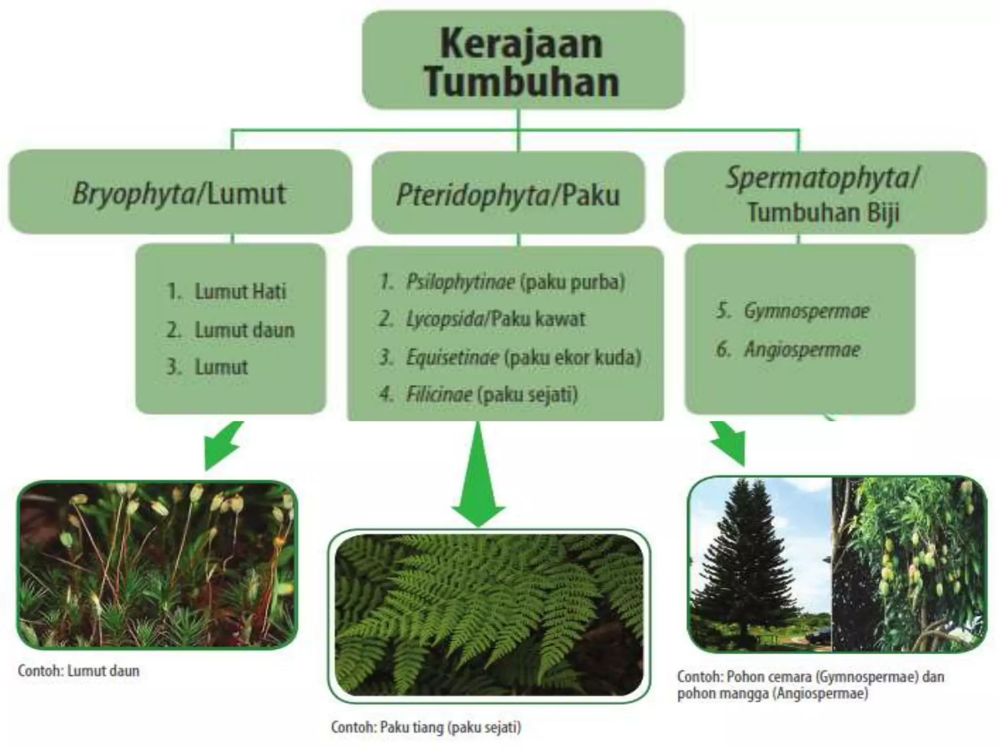 Bab 3 klasifikasi hewan dan tumbuhan | PPTX