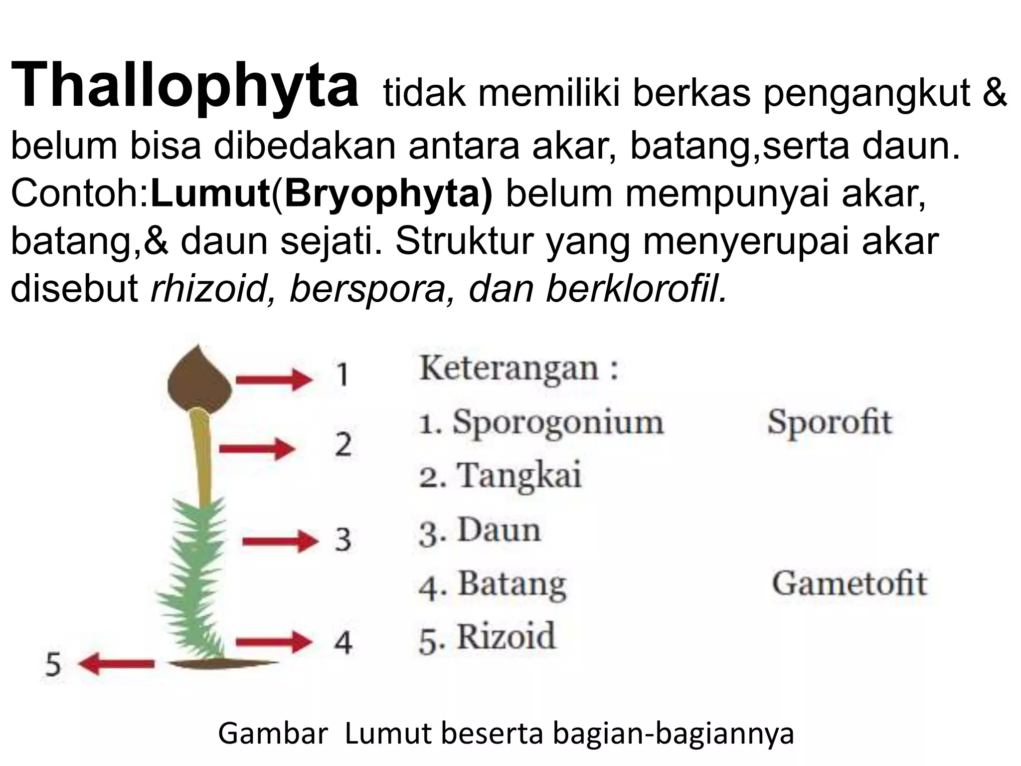 Bab 3 klasifikasi hewan dan tumbuhan | PPTX