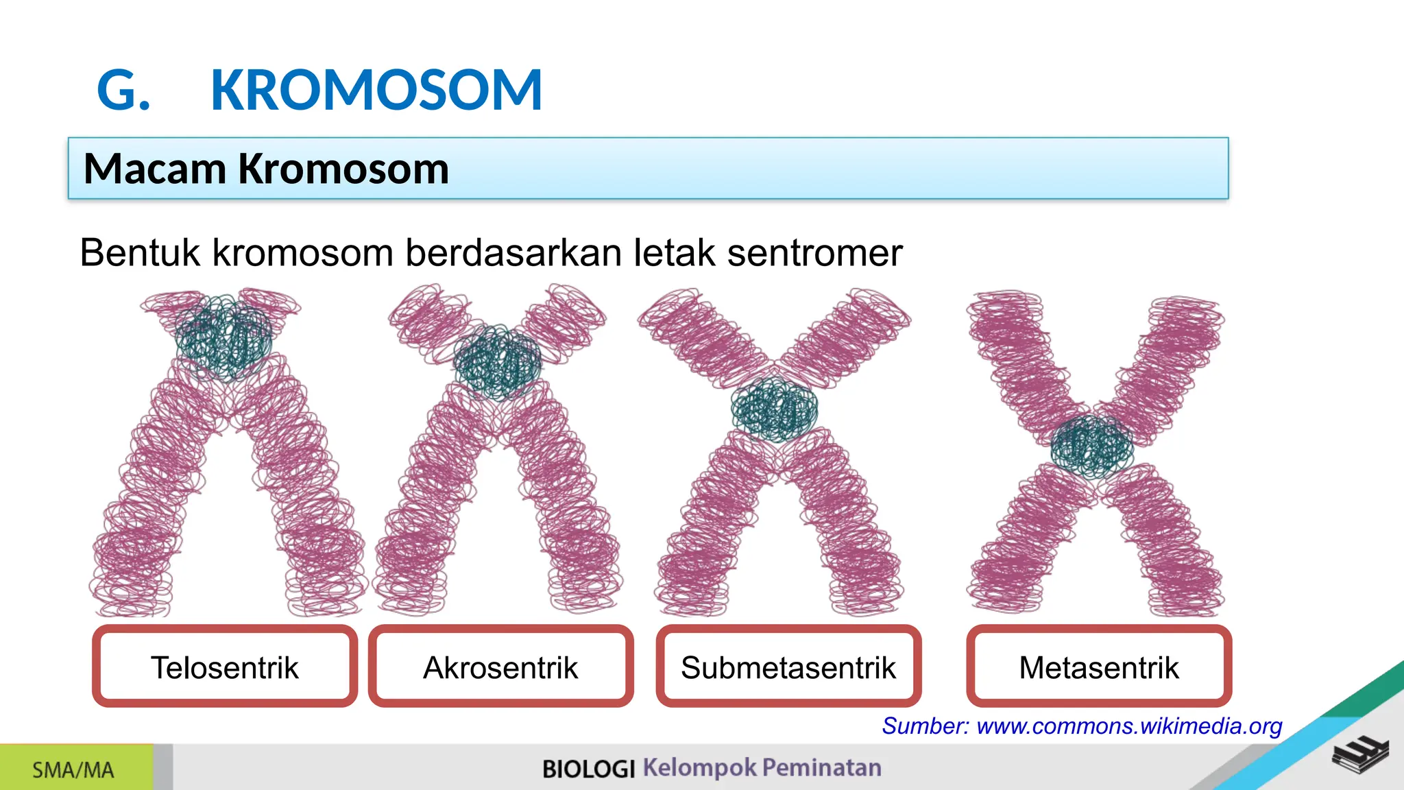 BAB 3 MATERI GENETIK dan proses pewarisan sifat .pptx
