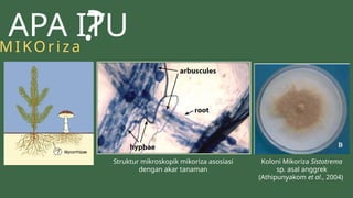 BAB 3_Mikoriza_Mikobiologi Tanah_2021.pptx